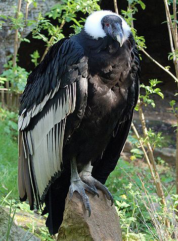 "Juntos en el Camino de la Vida": El Condor Pasa! (The Condor Passes)