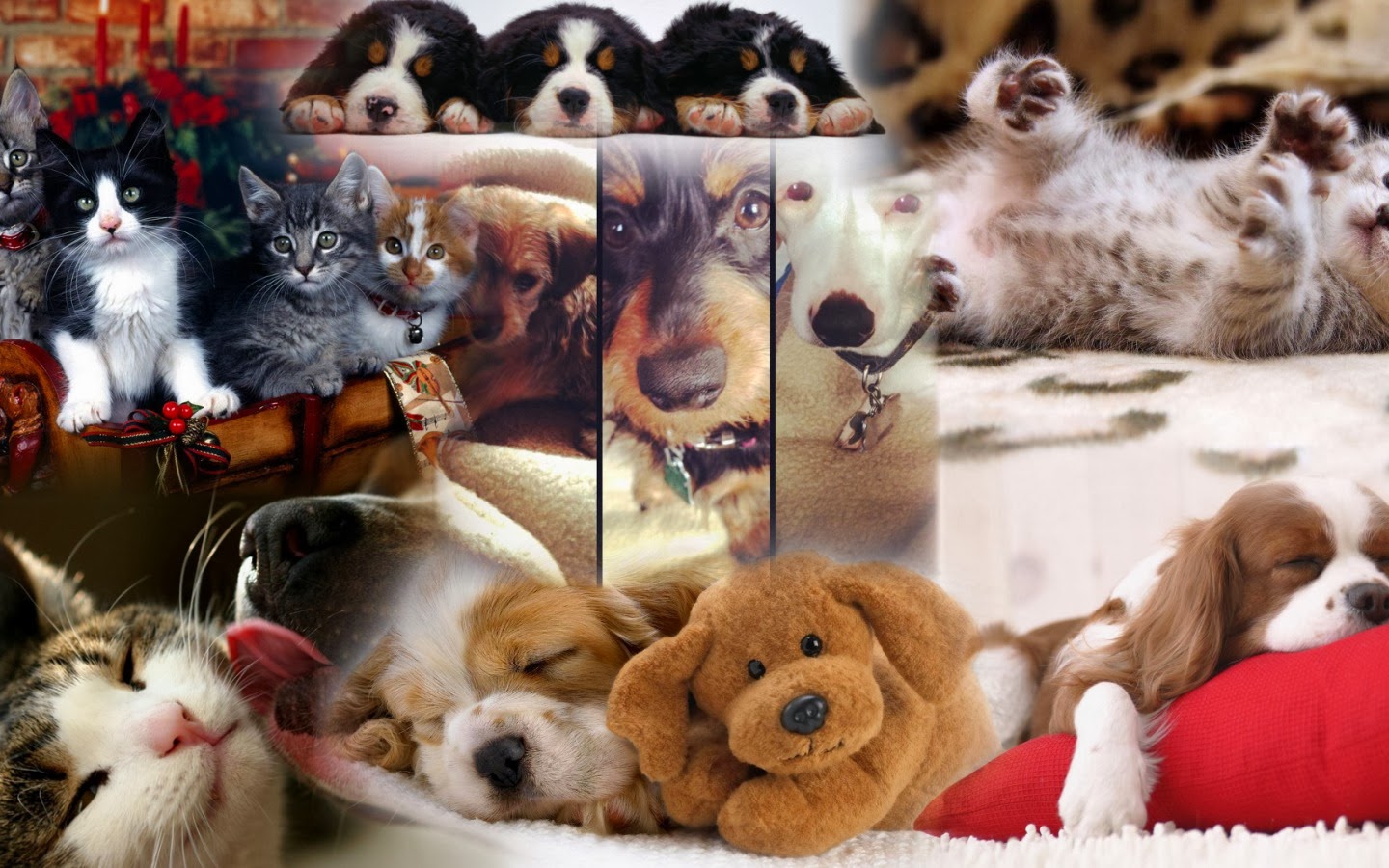 Catei si Pisicute - Colaj ~ Imagini Desktop