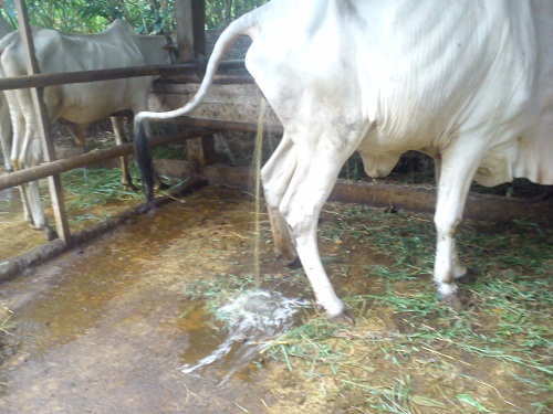 Urine Sapi untuk Obat Penyakit Manusia | Saraswati Update