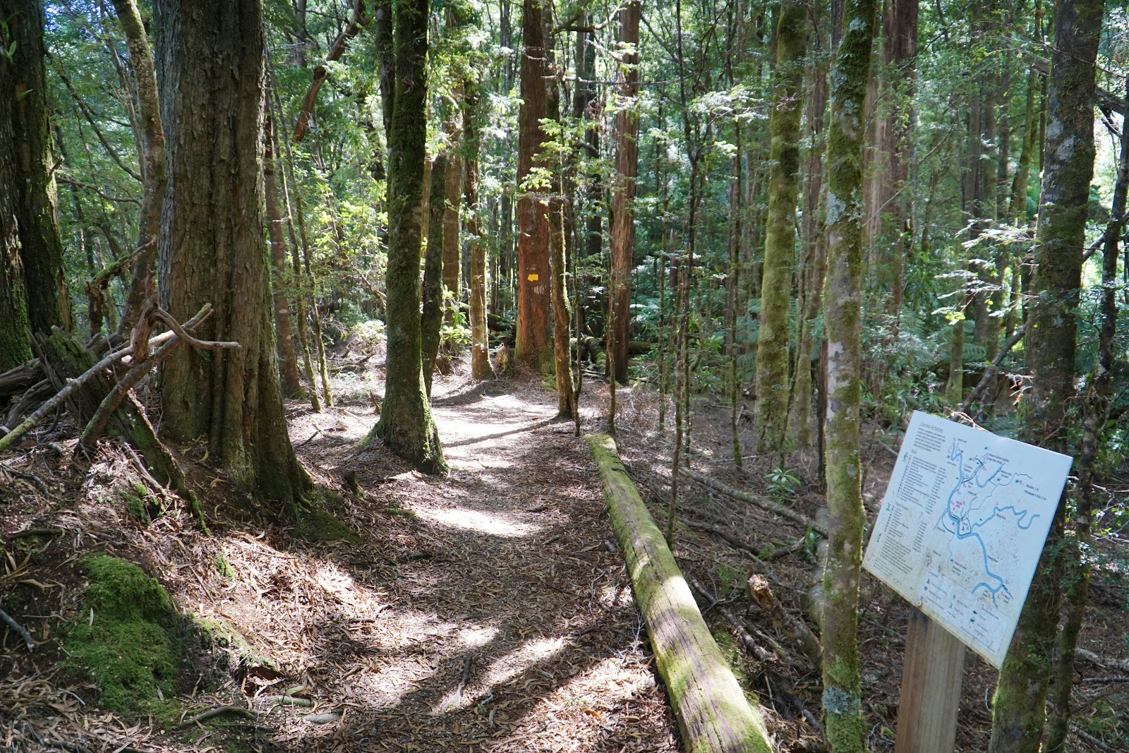 Huon Pine & Whyte River Track (Pieman River State Reserve) ~ The Long ...