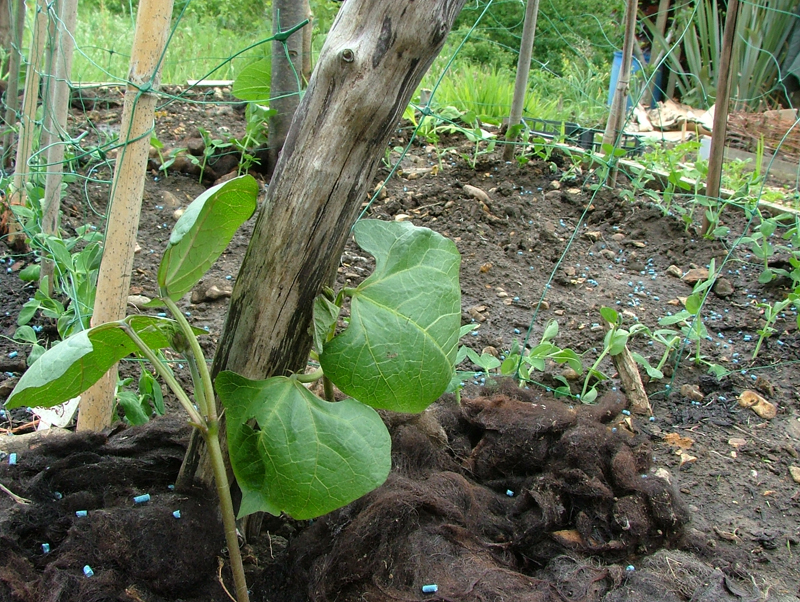 Raising Seedlings: Sowing, Hoeing, Growing ... and eating