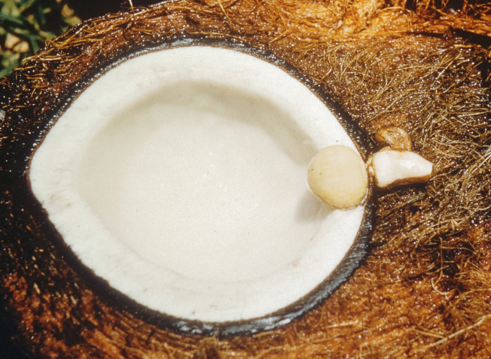 Plant of the Day: Plant of the Day is: Cocos nucifera or Coconut