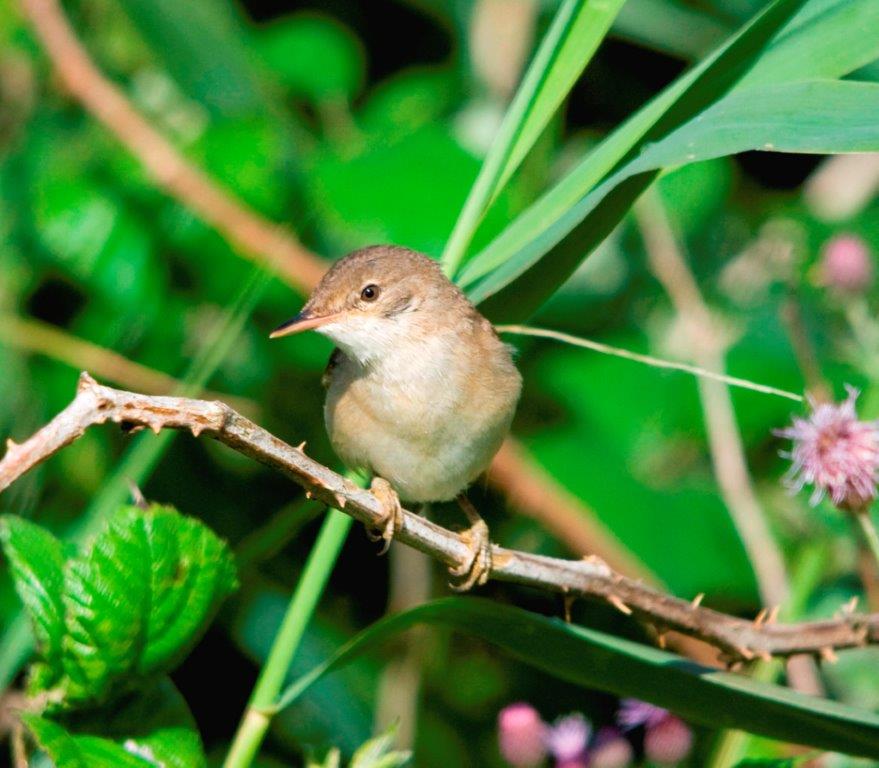 Norfolk Wildlife Trust: Reed warbler link