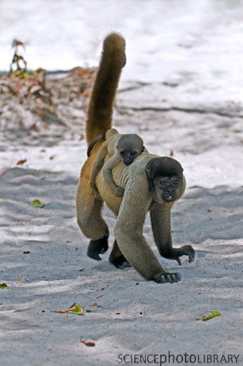 BiO - Um tributo a vida.: Lagothrix cana - O macaco Barrigudo