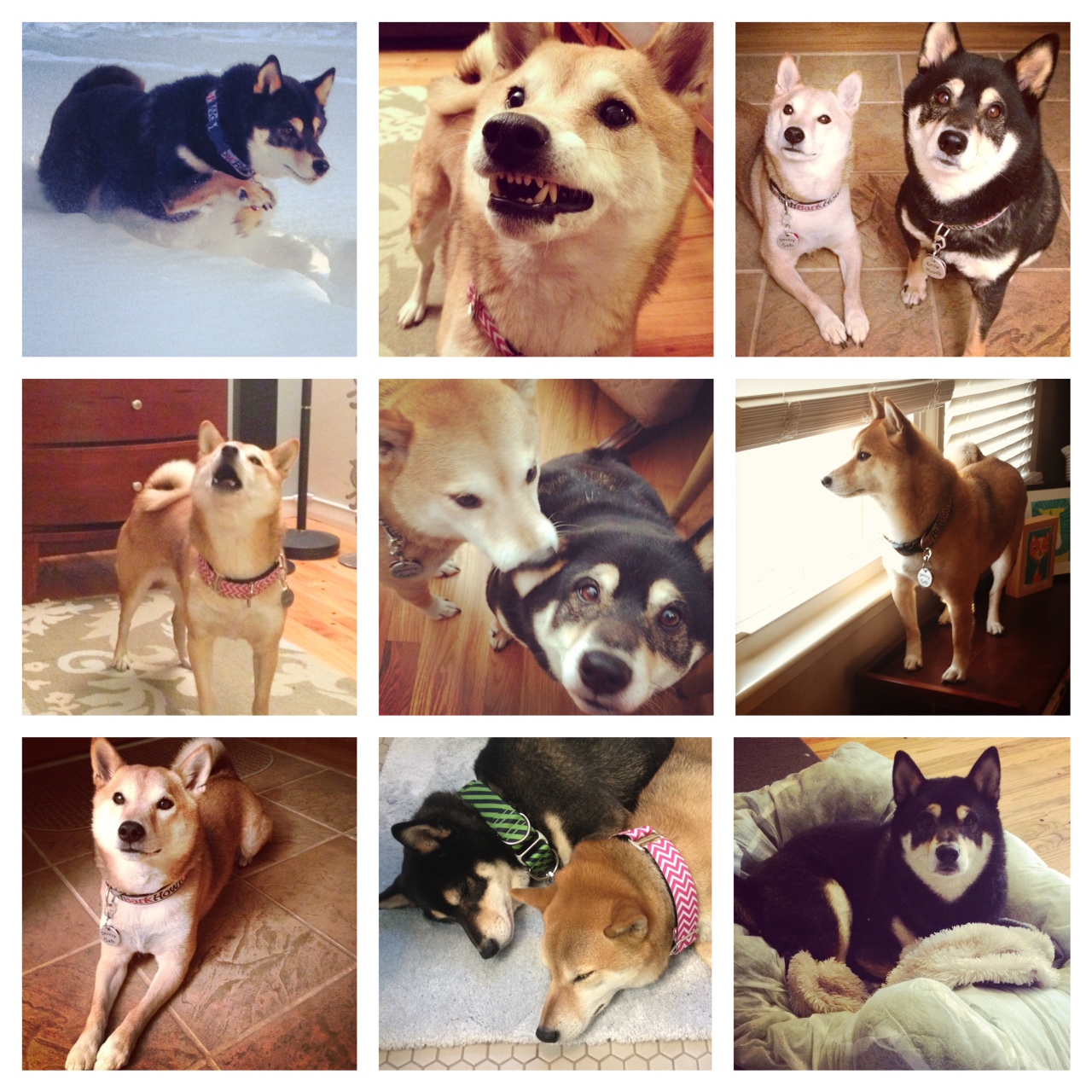 Life as an art form: Pet collages