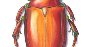 Draw the Beauty of Nature with Mindy Lighthipe: Insect, Nature Art ...