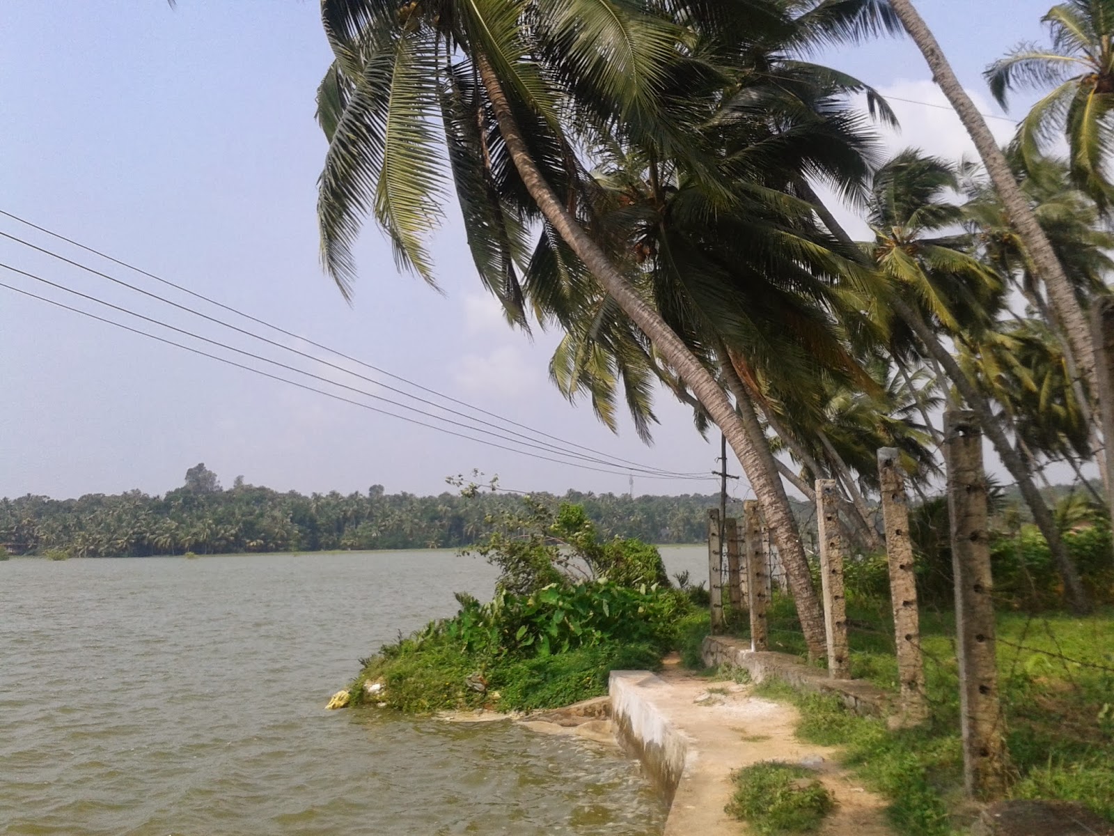 explorerkerala.com: Vellayani kayal / Vellayani Lake ...