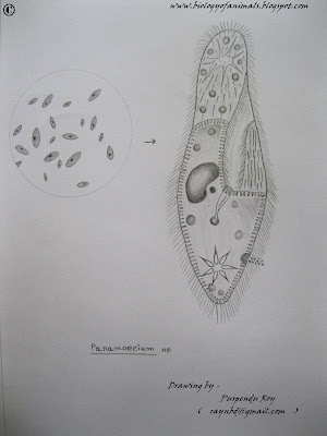 Biology of Animals: Sketch of Paramoecium sp.