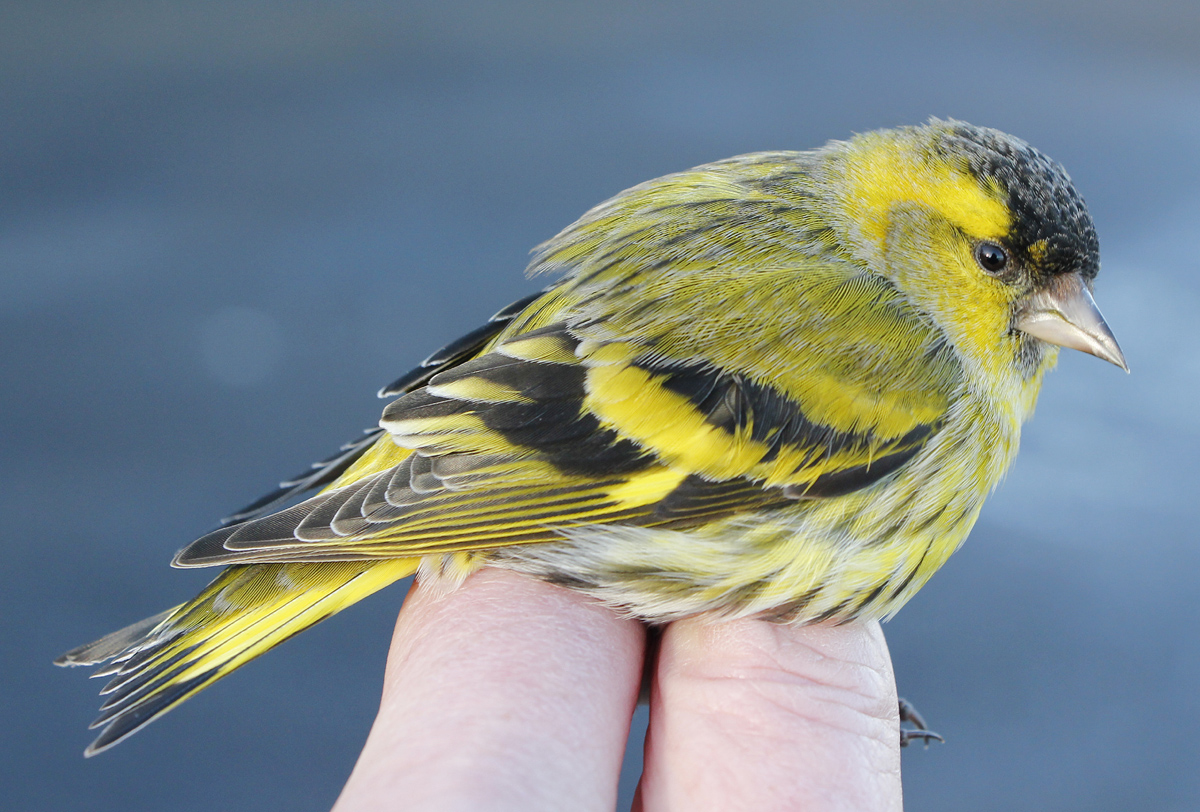 Another Bird Blog: Boring? Never.