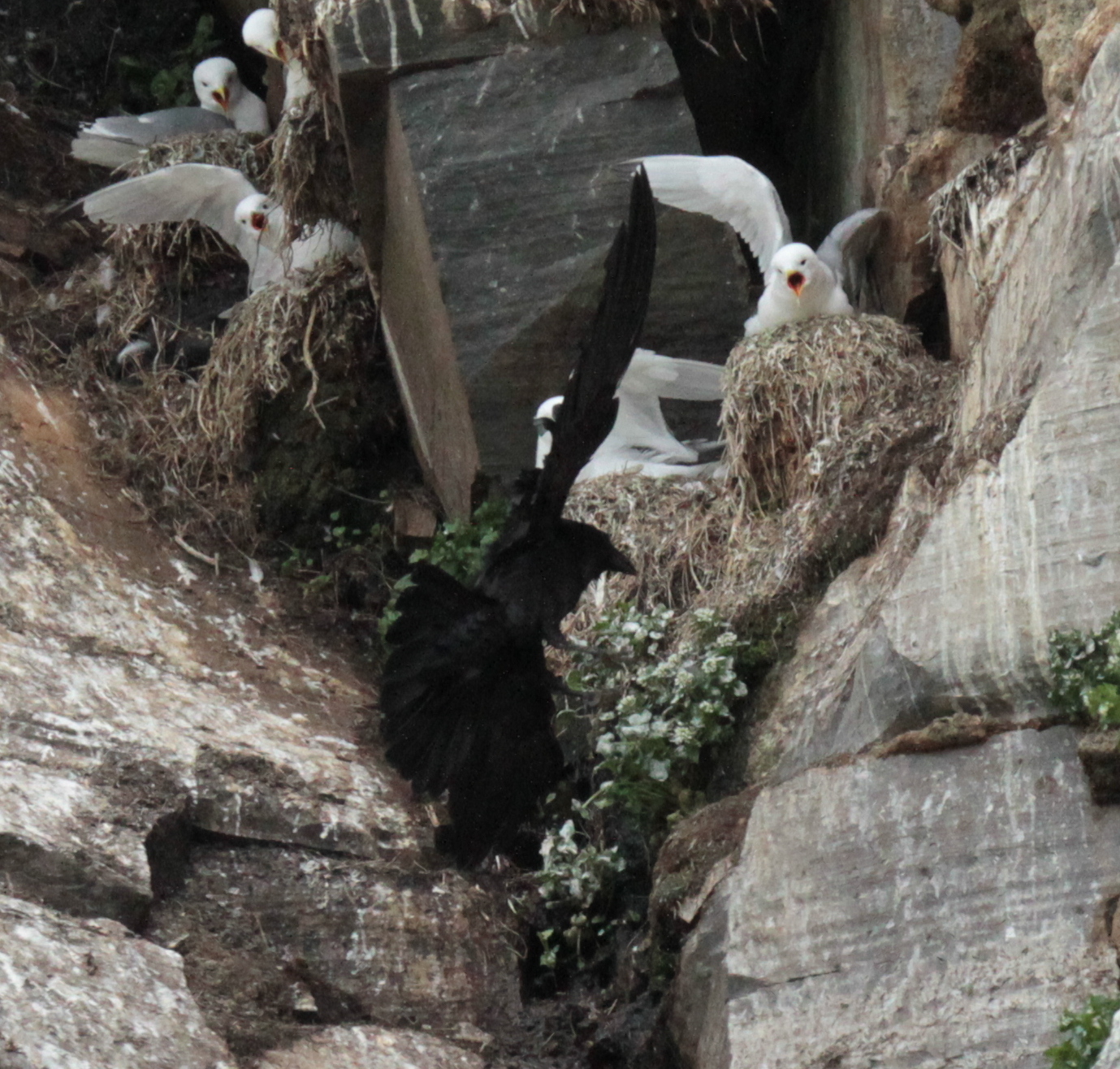 Linnea borealis: Hornöyan lintusaarella