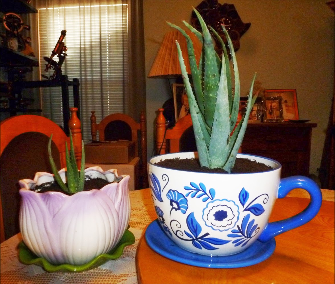 Anita's Health Blog: Aloe Vera potted