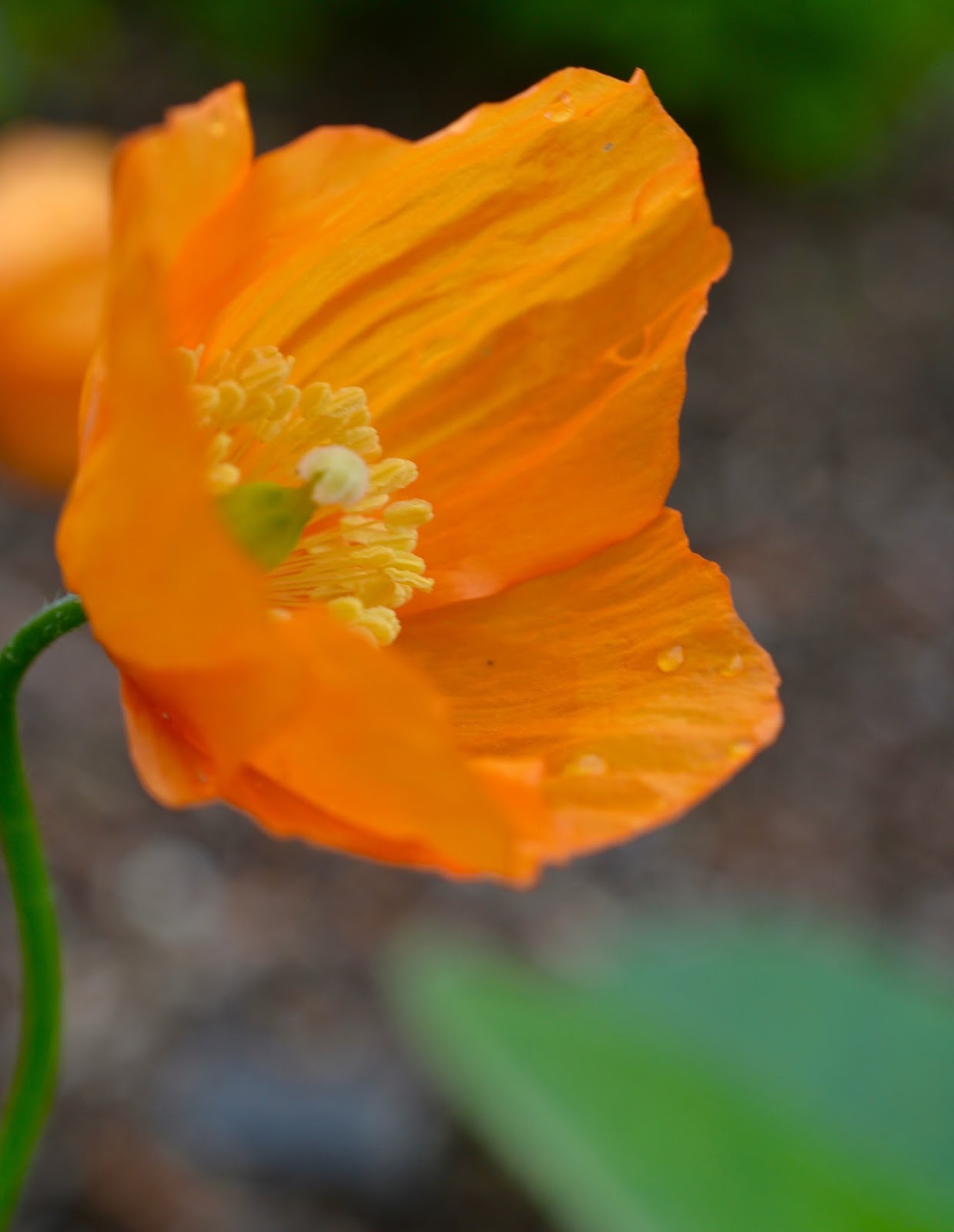 Bonney Lassie: My Mother's Day Weekend Trip to Heronswood