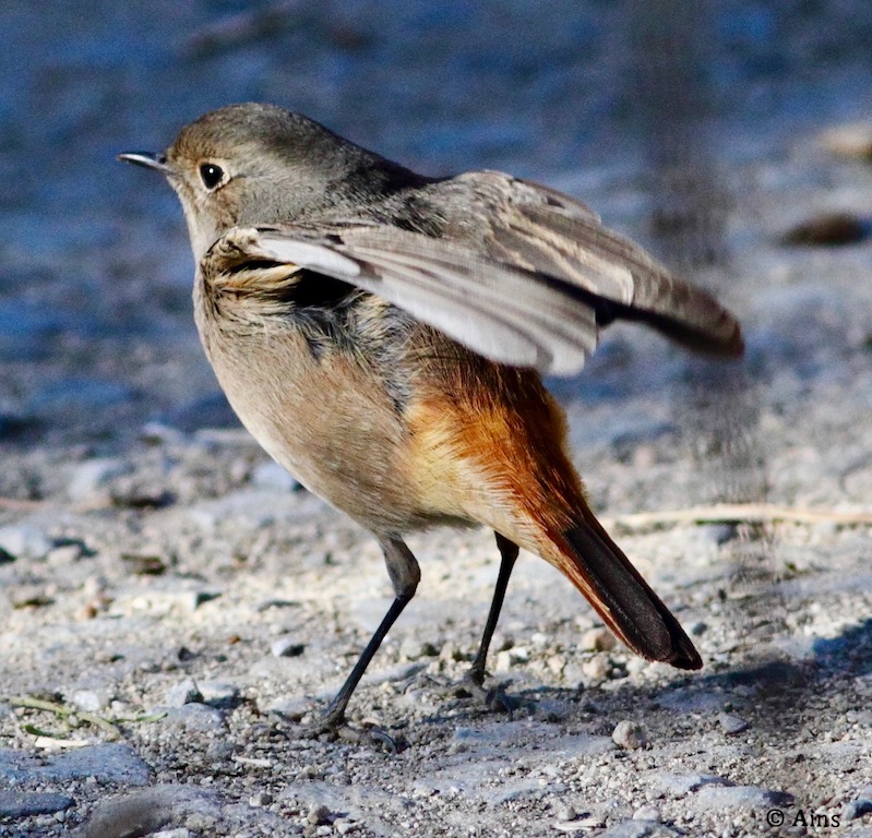 MOUNT ABU BIRDS MY PERSONAL COLLECTION: Black Redstart Birds of Mount ...