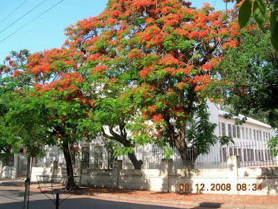 El Blog de Phototematica en español: Flamboyán o Chivato