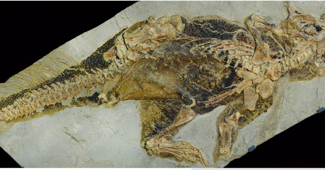 The Meniscus: Psittacosaurus and the Colorful Dinosaur Revolution