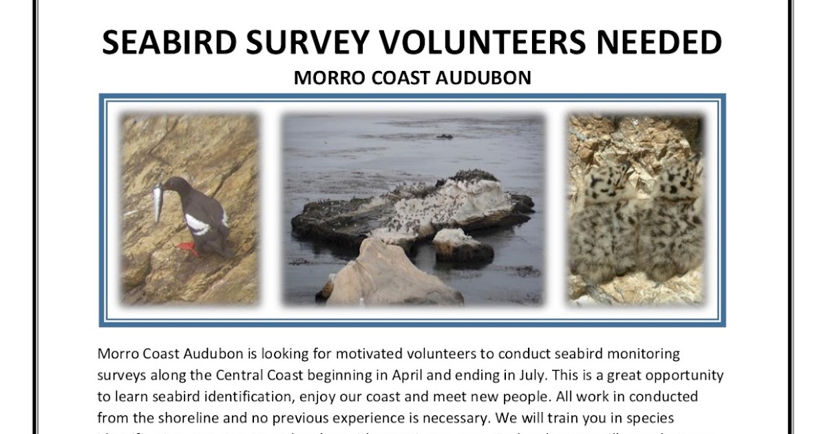 2019 Seabird Monitoring Survey ~ Morro Coast Audubon Society