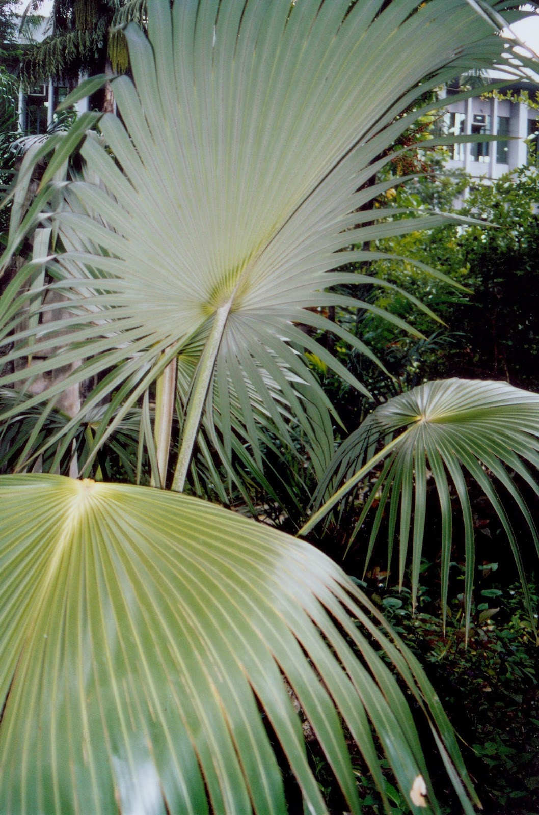 Naturalism - the Eighth Sense: Palm Trees at UST Botanical Garden