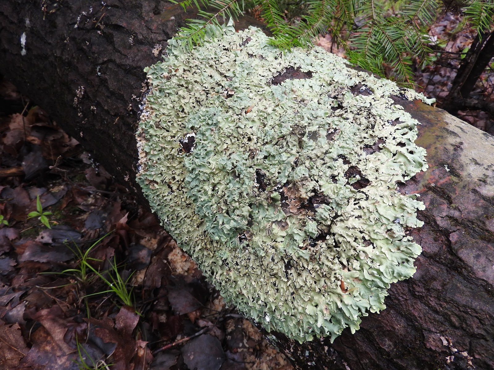 natural connections: Looking for Lichens