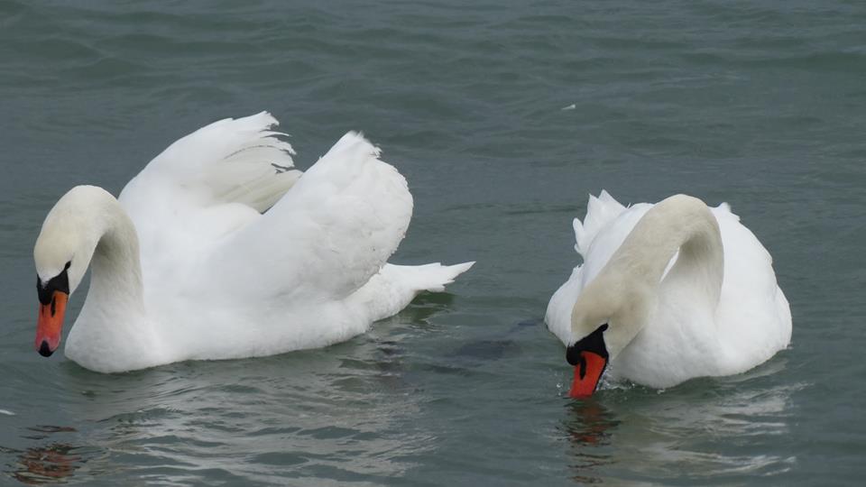 Poze Imagini Desktop: Poze Lebede pe apa