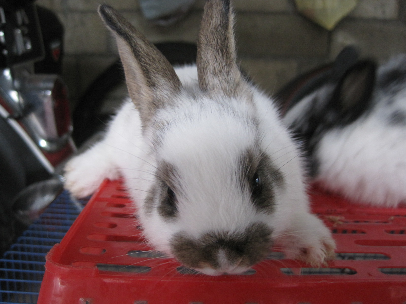 MY PETS PARADISE: arnab fuzzy loop,holland loop,teddy bear & netherland (SOLD OUT)