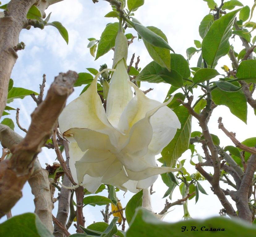 El Gallipato Alcublano: Estramonio (Datura stramonium)