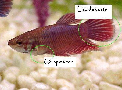 EU AMO BETTAS: Como distinguir o betta macho da femea?