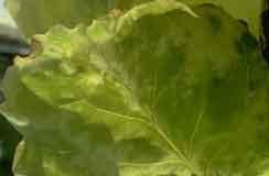 CULTIVO DE LA LECHUGA: PLAGAS Y ENFERMEDADES