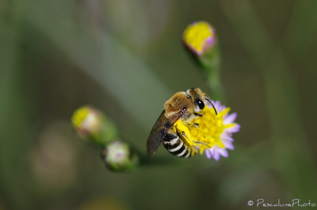 Pescalune Photo: Colletes halophilus