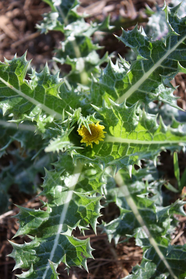 The Dewberry Blog: Sowthistle - Sonchus asper