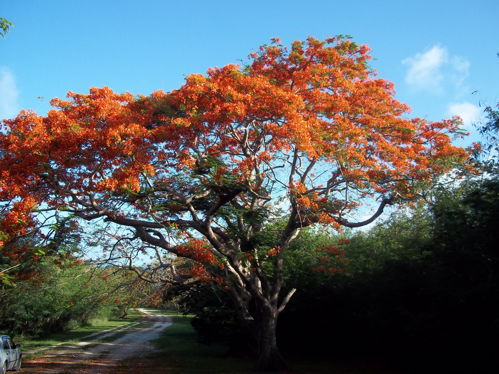 JUST DEVINE: FLAME TREE FESTIVAL