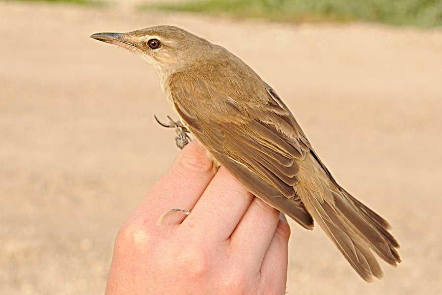 Birds of Saudi Arabia: Great Reed Warbler & Clamorous Reed Warbler ...