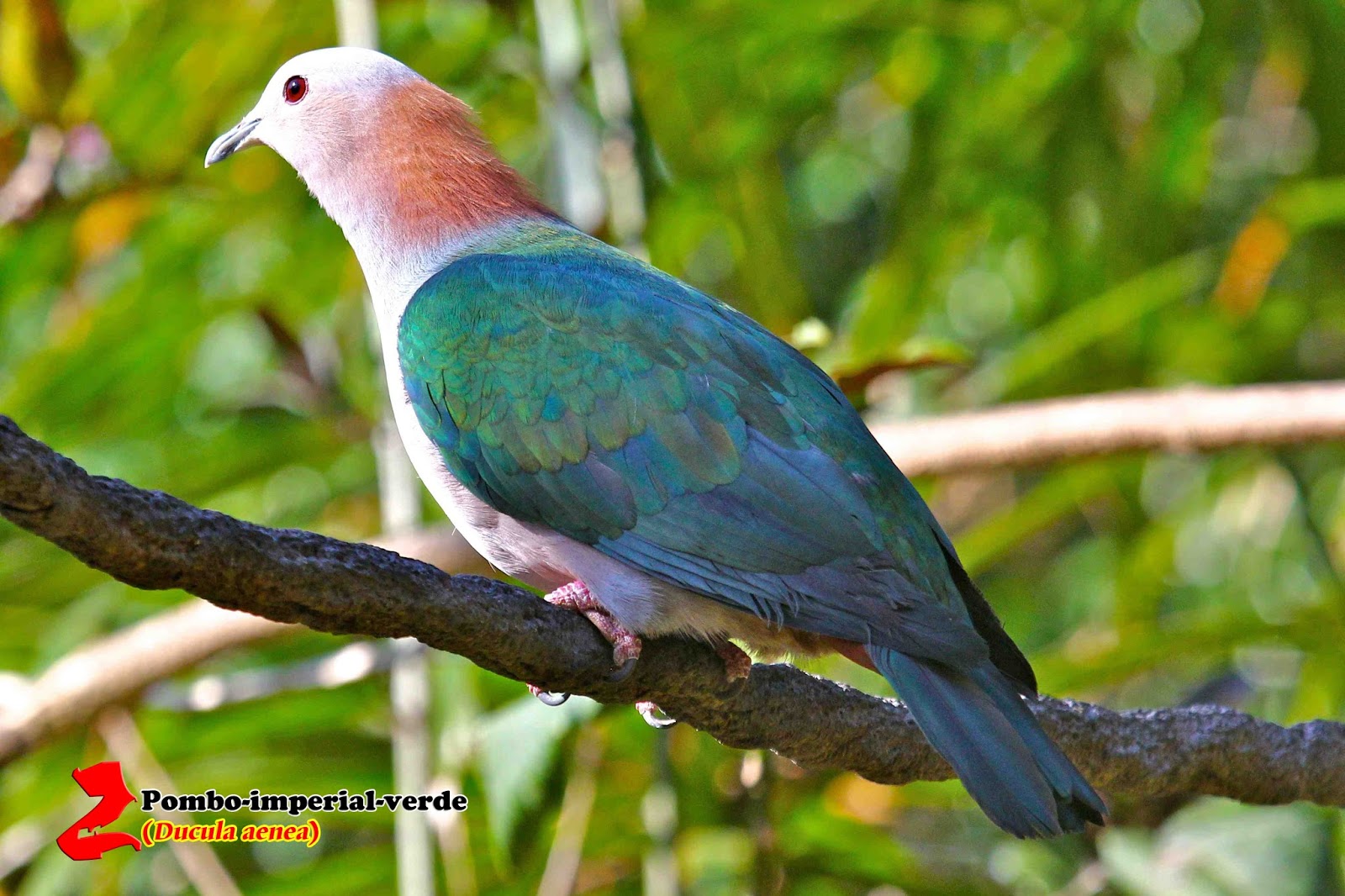 ORNITOLOGIA: Pombo-imperial-verde (Ducula aenea)