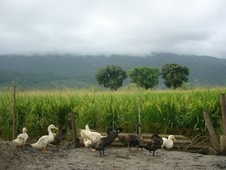 Mahat Terhebat Farm: Penternakan Itik Muscovy / Itik Nila / Itik Serati
