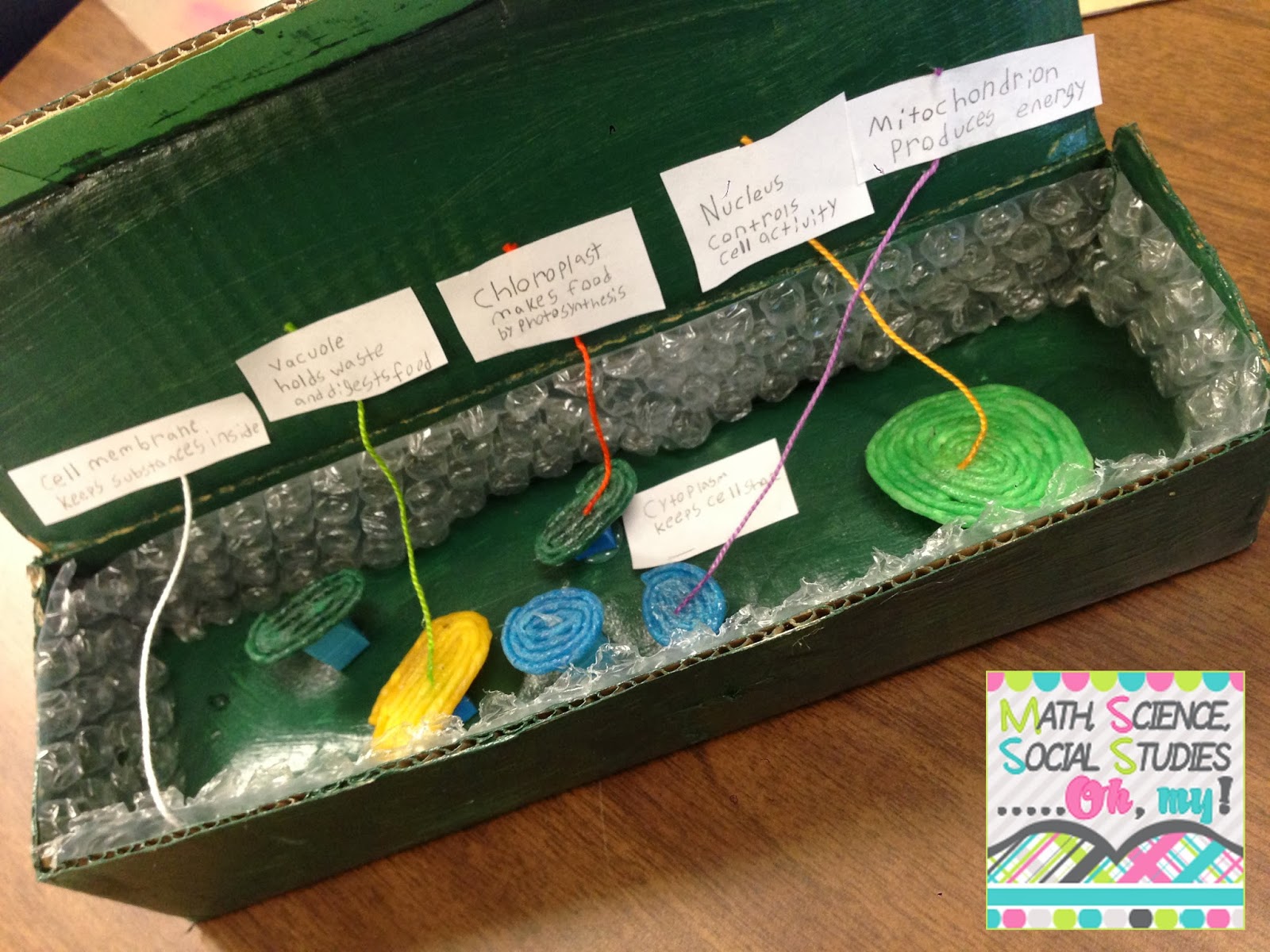 Plant Cell Model Project Shoebox