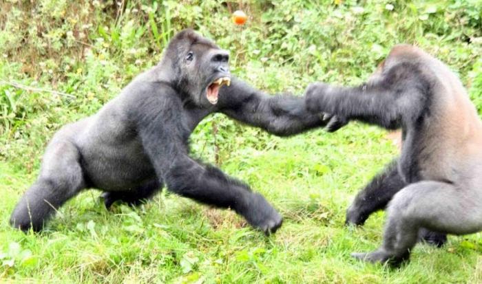 Gorillas Have A Tomato Fight (6 pics)