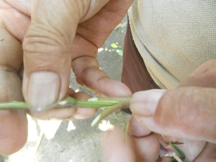 TEKNIK GRAFTING / SAMBUNG DAN BUDDING/ OKULASI. LANGKAH-LANGKAH ...
