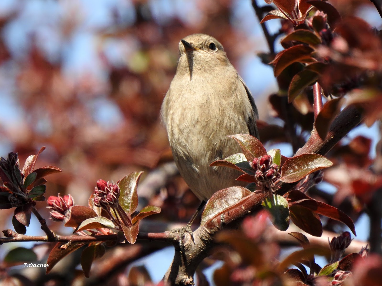 PASARI DIN ROMANIA: CODROS DE MUNTE (1), Phoenicurus ochruros