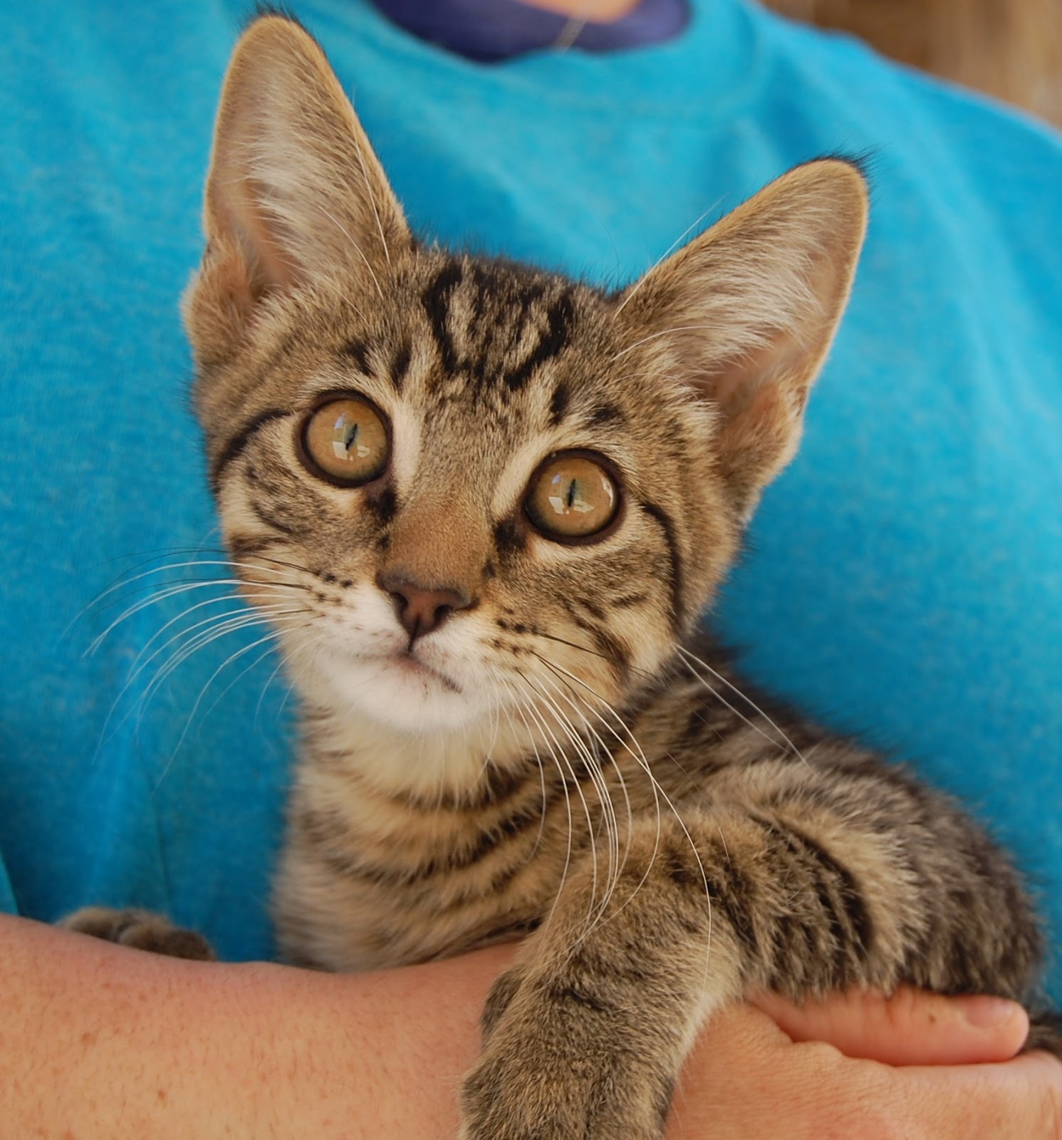 50 rescued kittens ready for adoption!