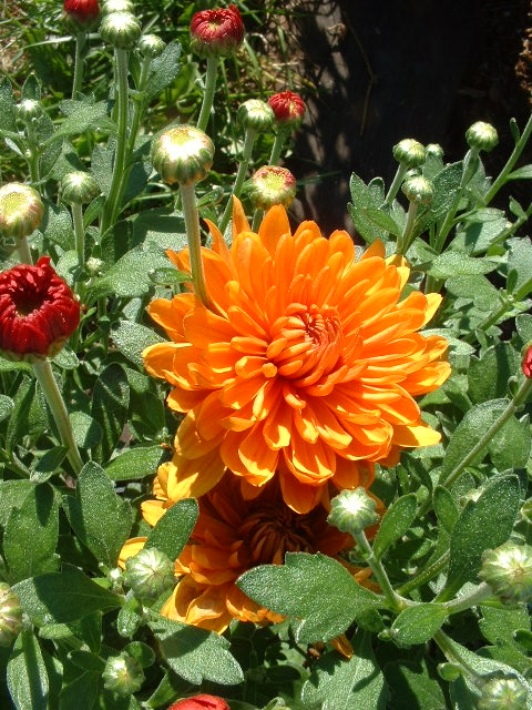 Gardening in Vermont - Perennials and Annuals: Fall Mums in Vermont