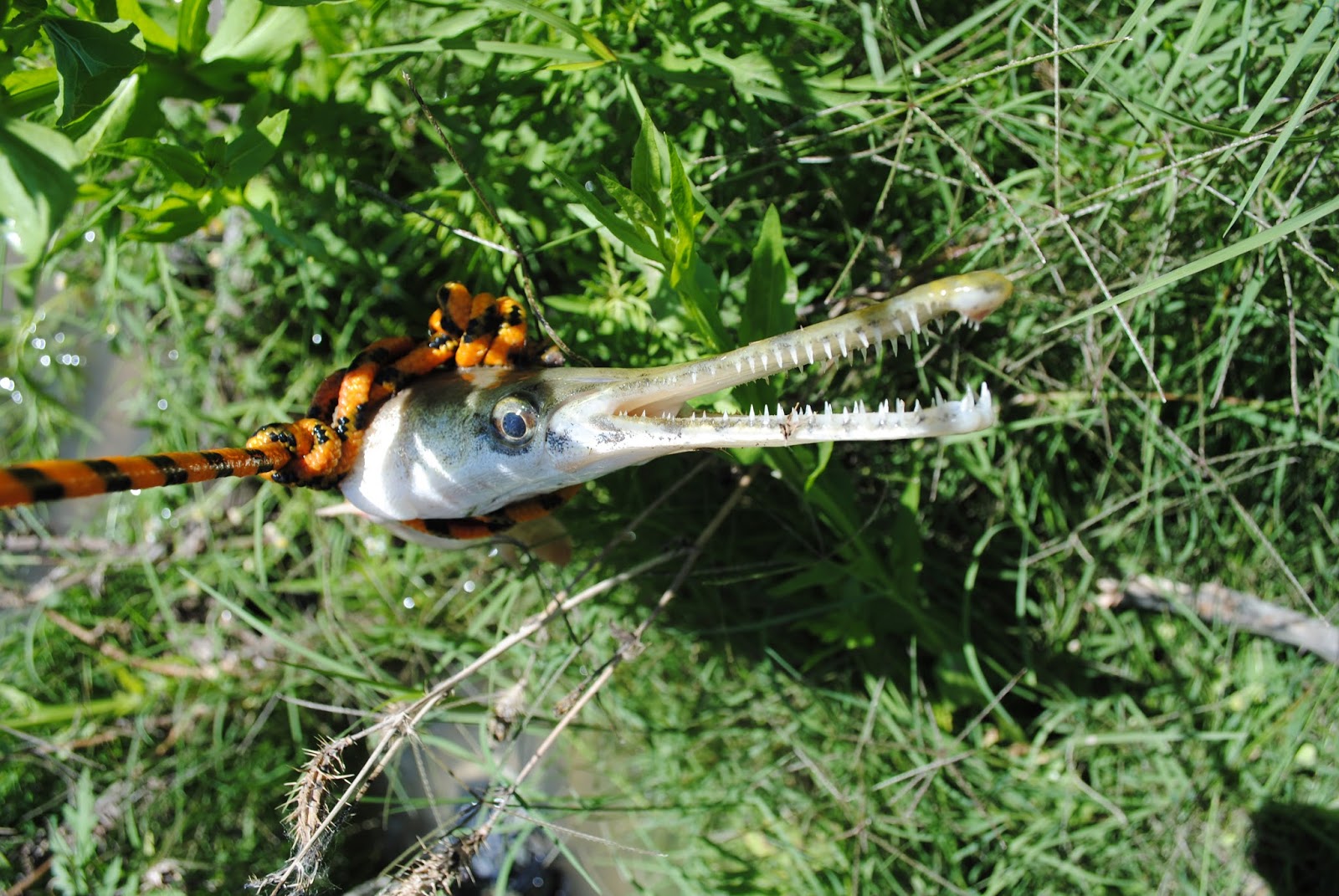 The WOOA Reports: Bow-Hunting Alligator Gar