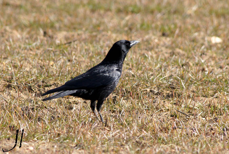 Imágenes de nuestra fauna: Corneja negra (Corvus corone)