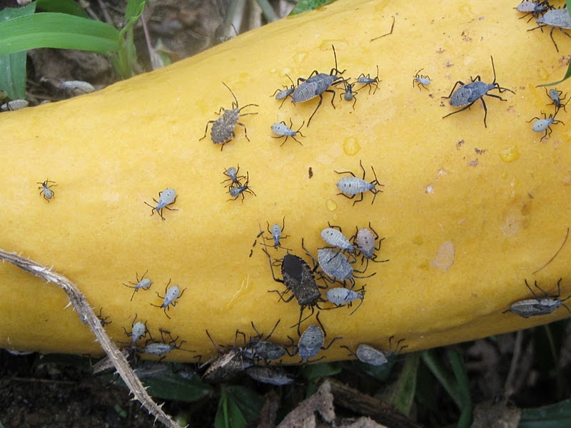 Squash Bug Vs Stink Bug