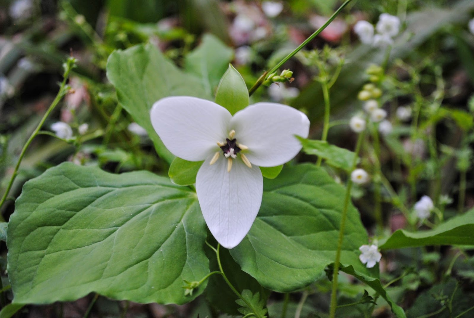 West Virginia Native Wildflowers-The Big Year, 2013: Smoky Mountain ...