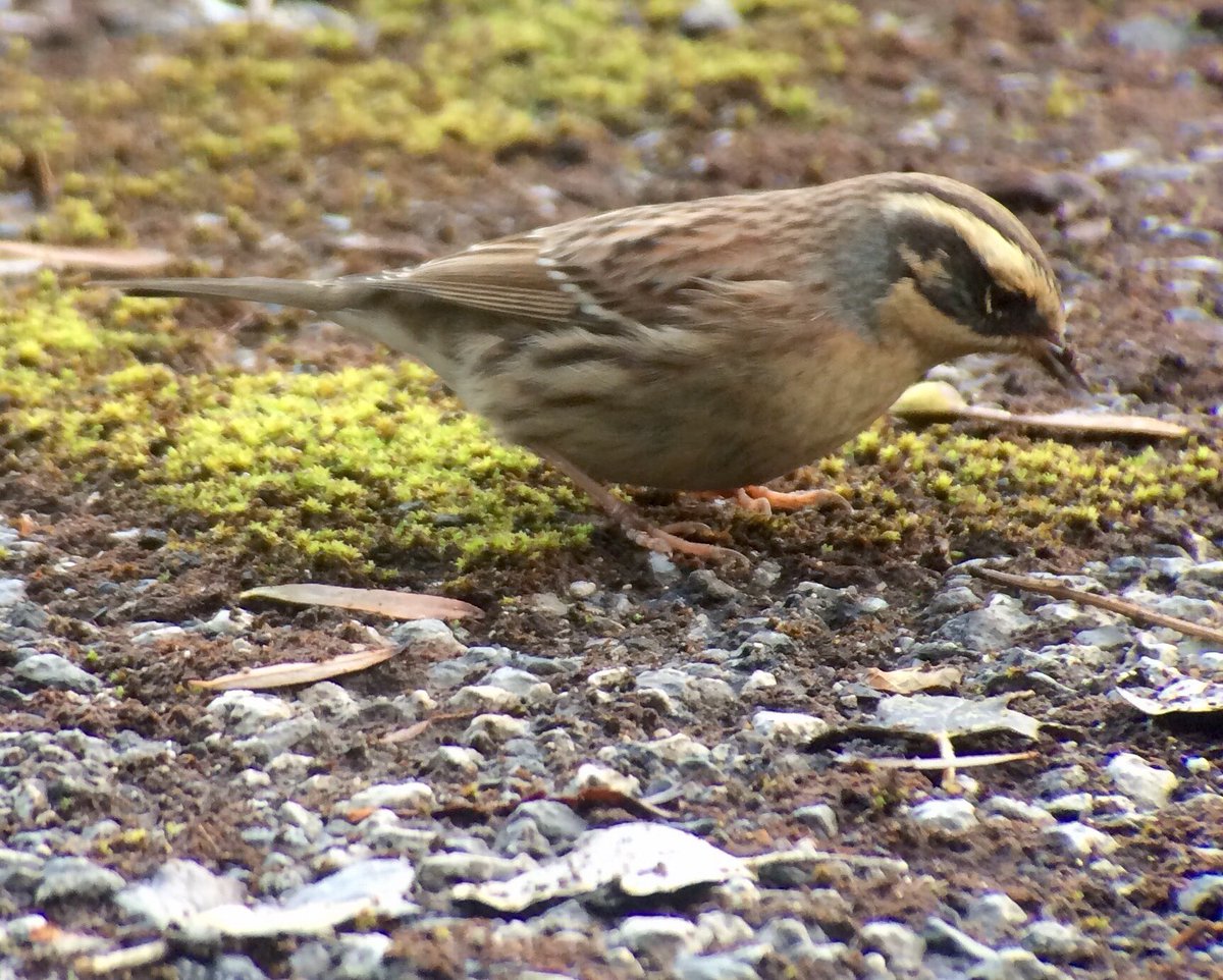 birdgirl: Siberian Accentor Influx