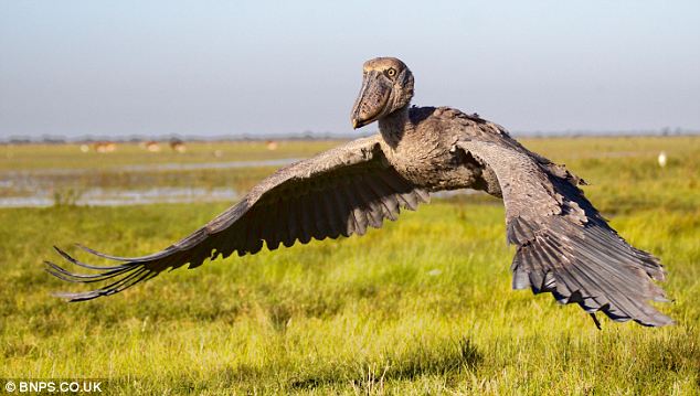 African Shoebill Flying