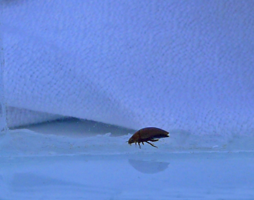 El Gallipato Alcublano: Noteridae