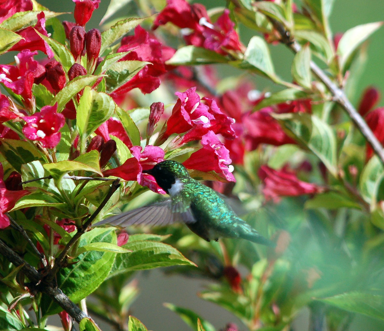 Spirit of the Cowgirl: Gemini