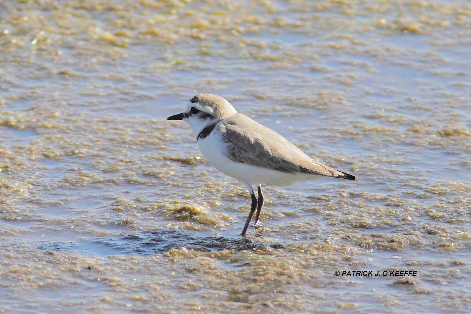 Raw Birds: KENTISH PLOVER Charadrius alexandrinus