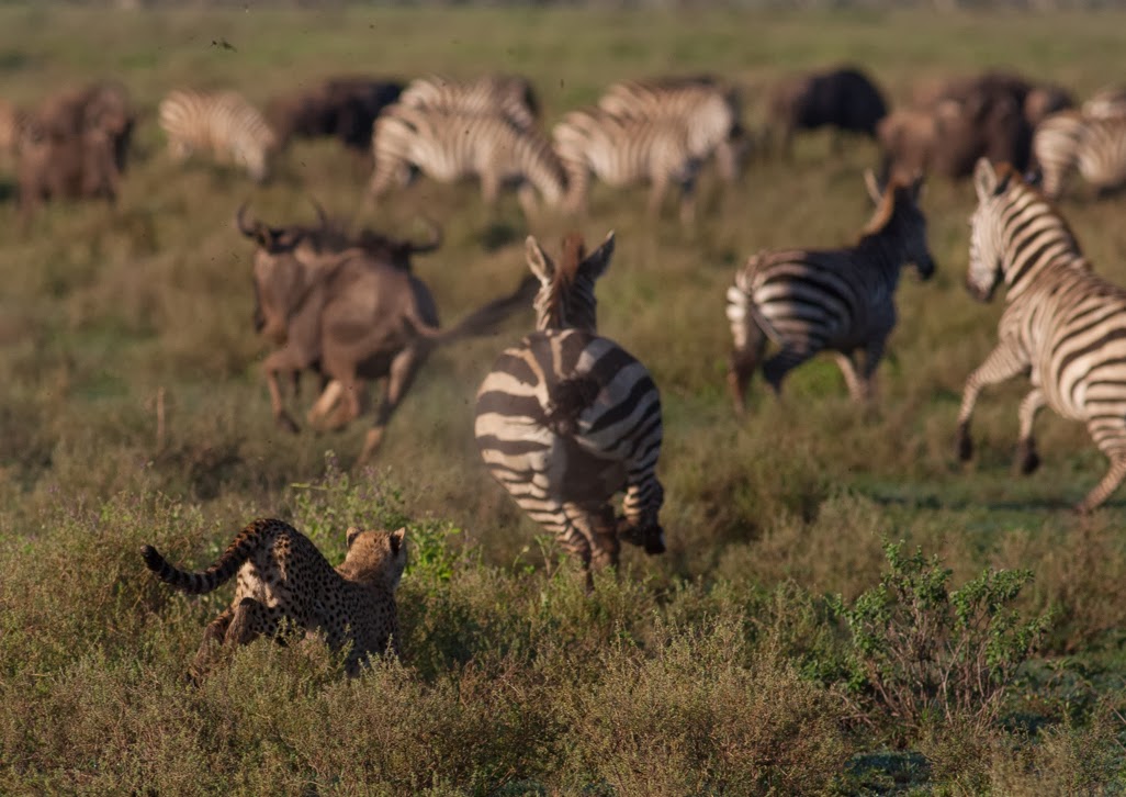 Two weeks in Tanzania: Cheetah cubs in training