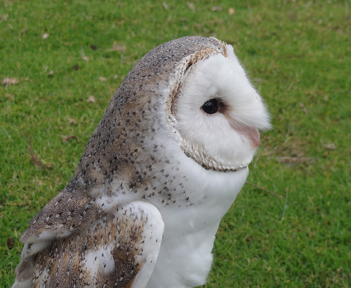 Snap Happy Birding: Barn Owl and Grey Goshawk